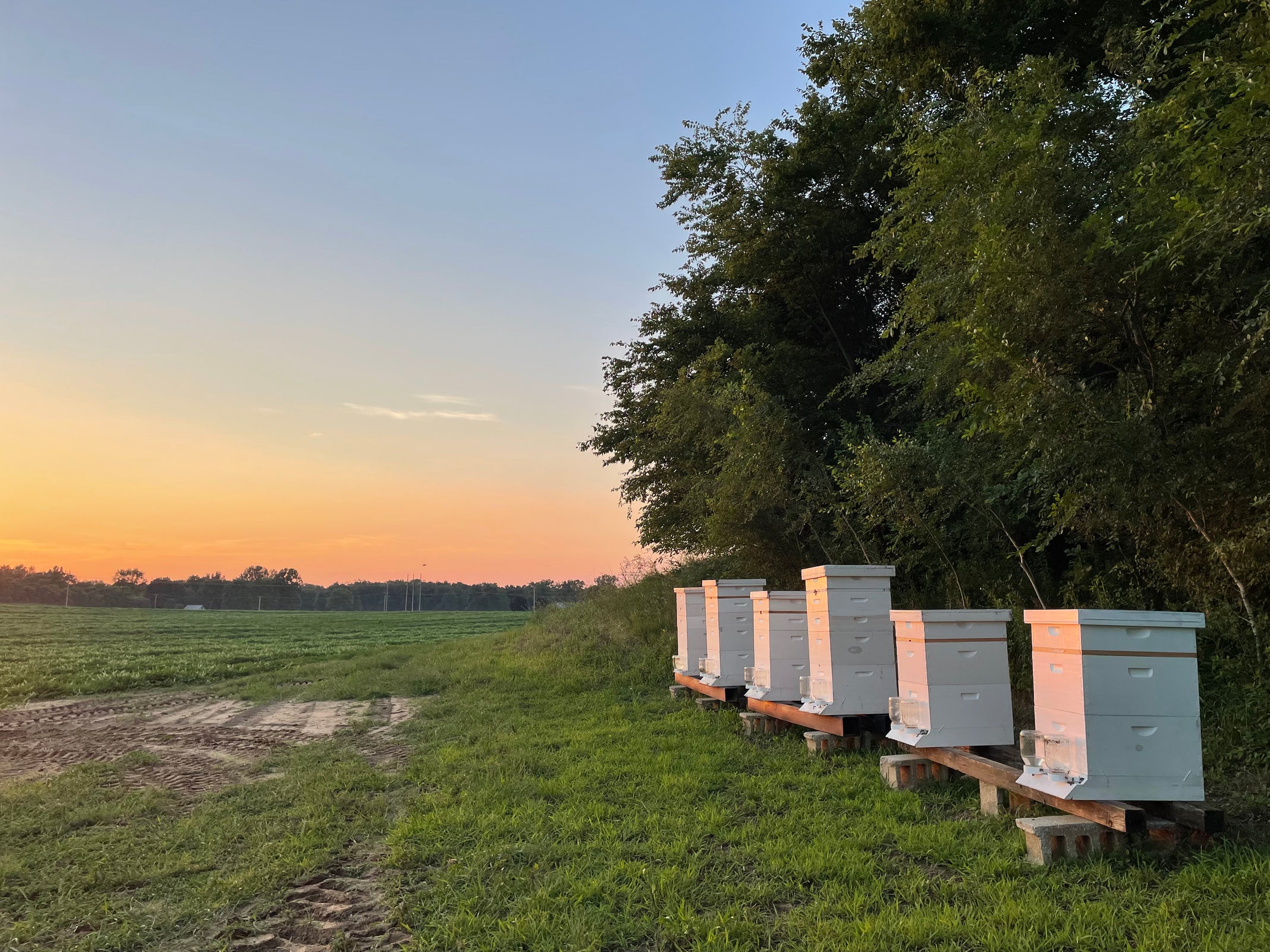 Our Story – Growing Success Bee Company, LLC